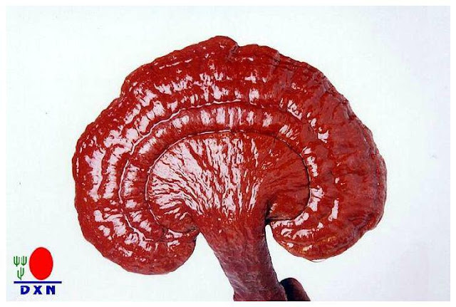 El Milagroso Hongo Rojo llamado Ganoderma lucidum