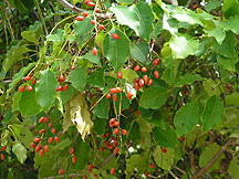 Ius.Lex.Leges_Gentium: ARBOL CHECHEN Y CHACA (“In lake ech”)