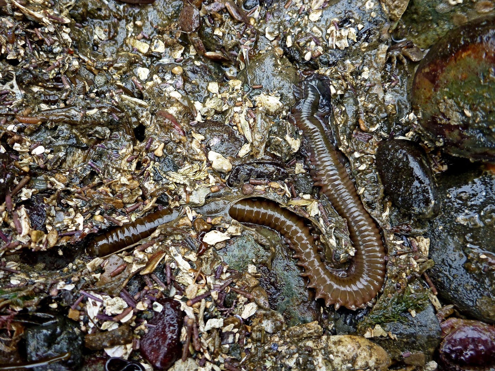 Buzz's Marine Life of Puget Sound: Jun 26, 2013