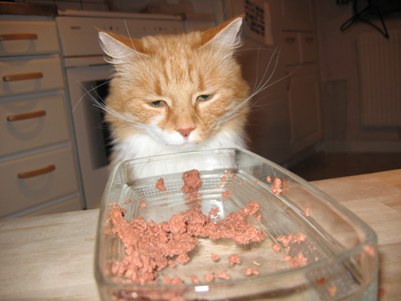 Pink slime? | Funny Cat Pictures