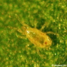 Plantactiva GrowShop: Lucha biológica BioBest