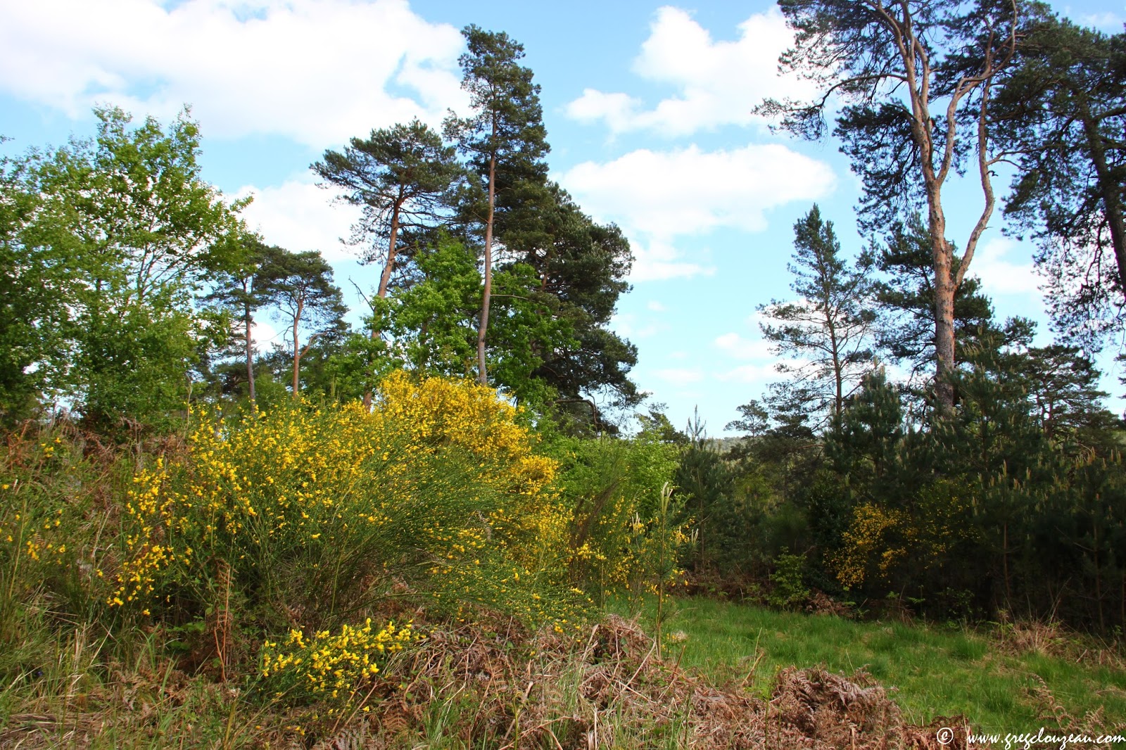 Les genets : une plante intéressante à plus d'un titre ~ FontaineBleau ...