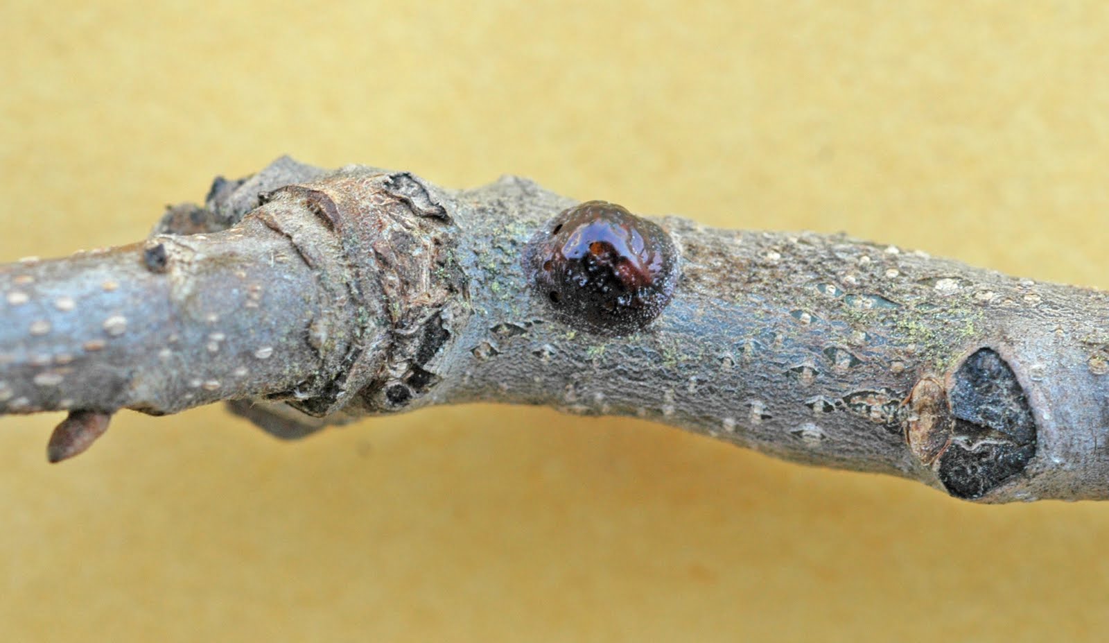 Northern Pecans: Lecanium scale