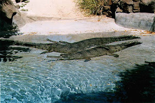 Gharial