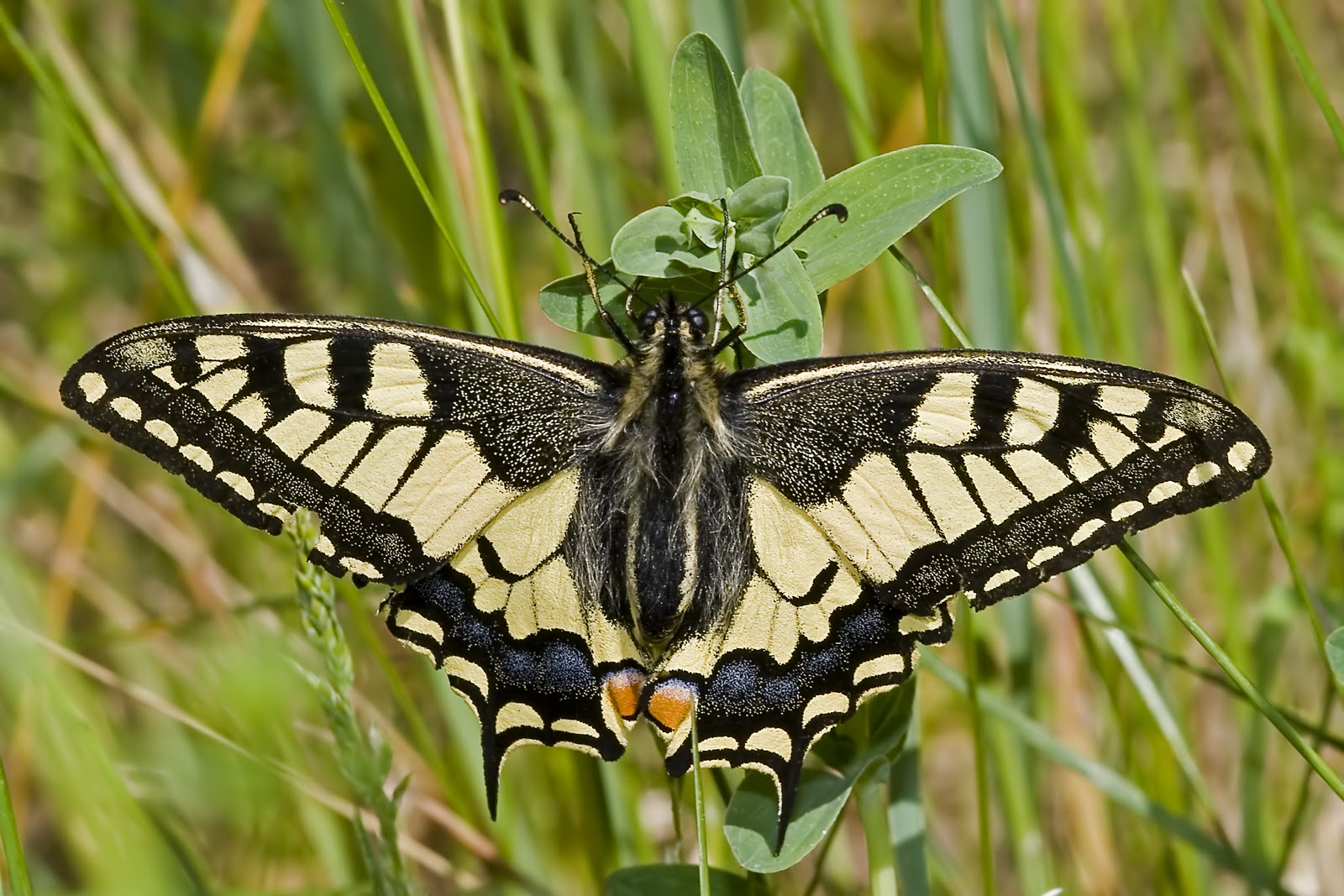 Butterfly Pictures: Swallowtail - Papilio machaon