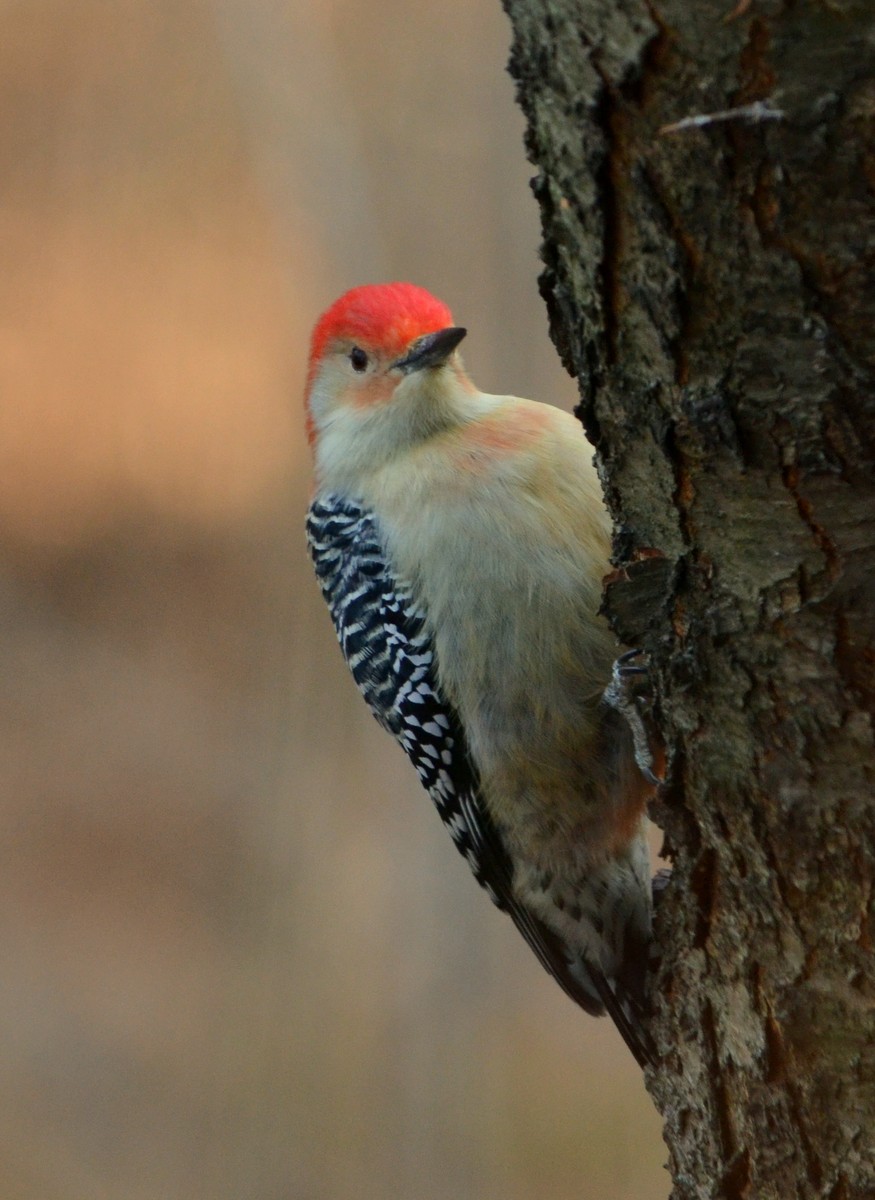 Woods Walks and Wildlife: Red-bellied Woodpecker