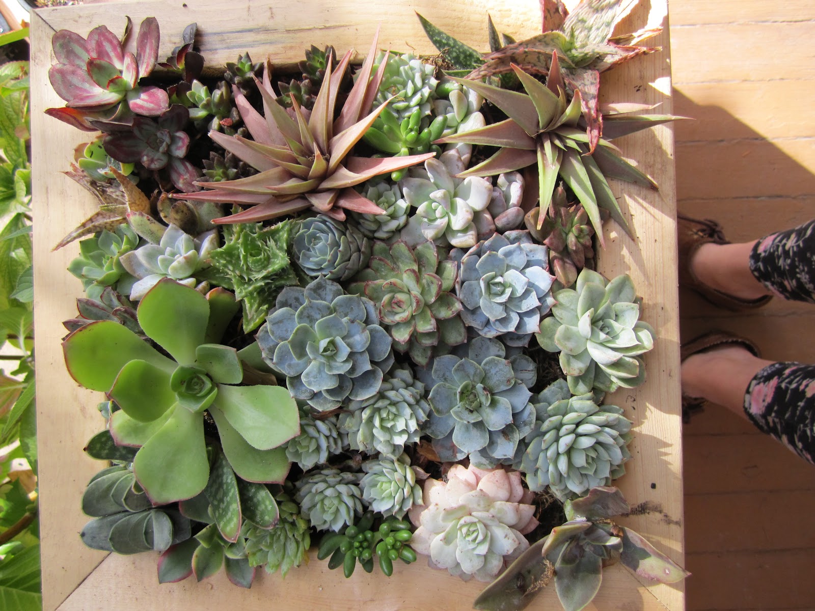 Branching Out Floral Designs: Succulent Frames