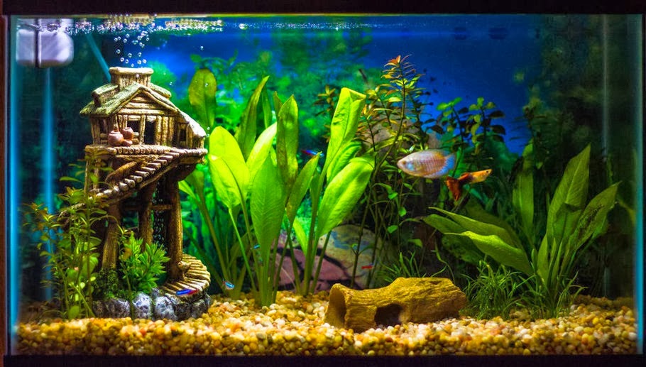 LA NOUVELLE AQUARIOPHILIE : Bien démarrer un aquarium d'eau douce