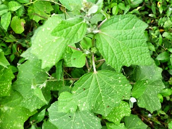 Bur Mallow Weed - Apala | SL Flora