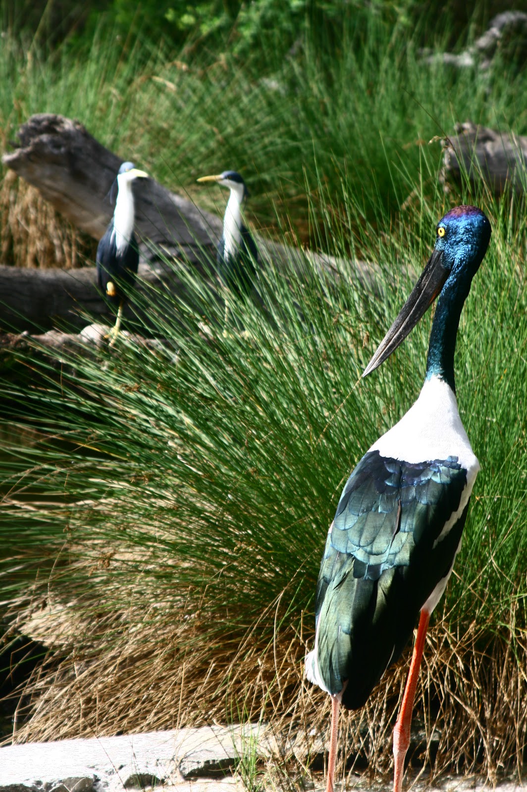 Travel: Perth Zoo, Australia ~ Kisses from Princessarah
