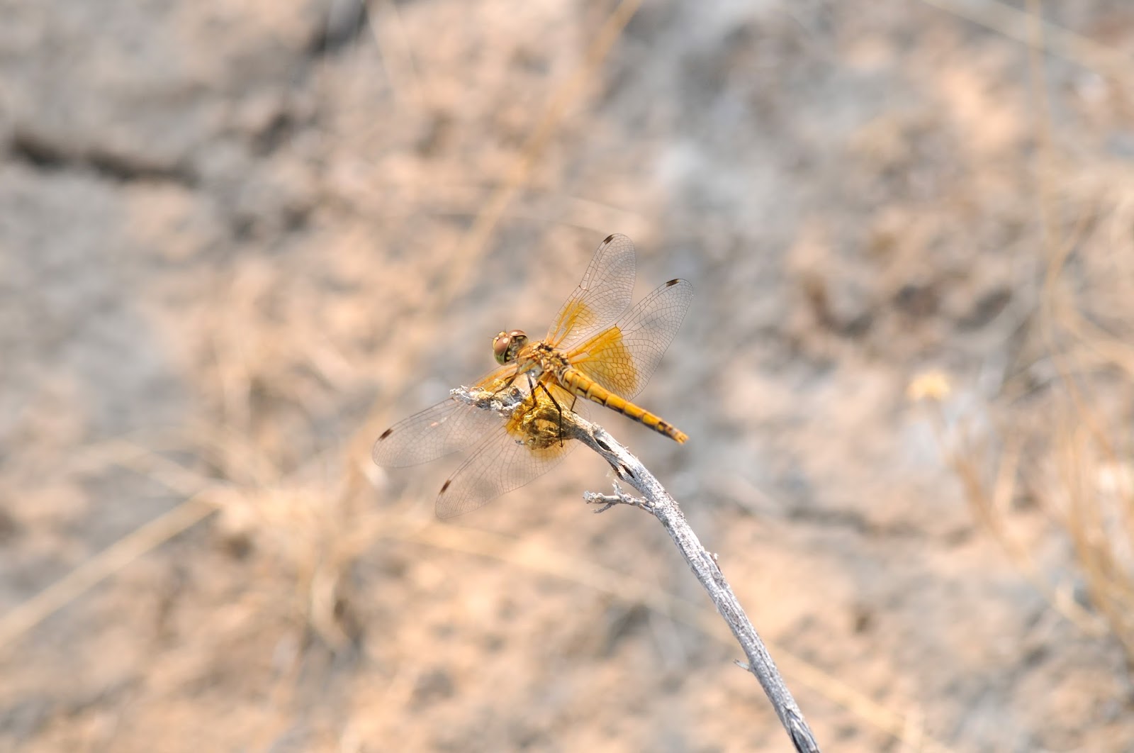 The Dragonfly Whisperer: Band-winged Meadowhawk