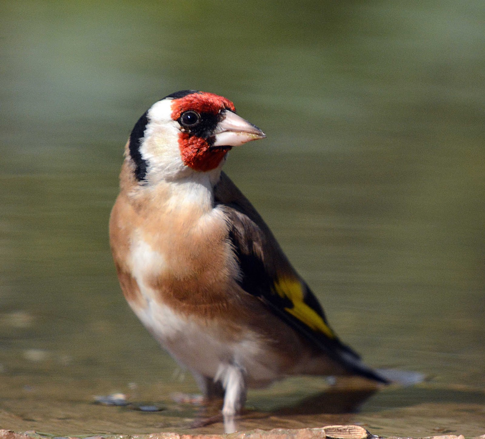 Pont d'Enseula: NI EL NOM DELS OCELLS DEL TEU MÓN
