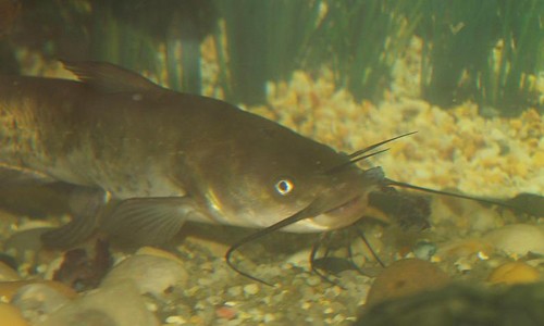 Bike WA to VT, Write History: Twin Lake(s), Michigan