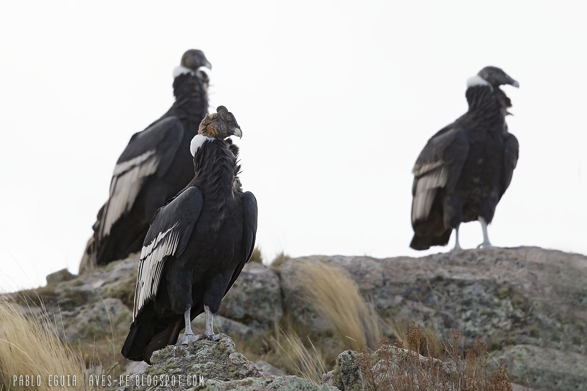 mis fotos de aves: Vultur gryphus Cóndor Andino Andean Condor