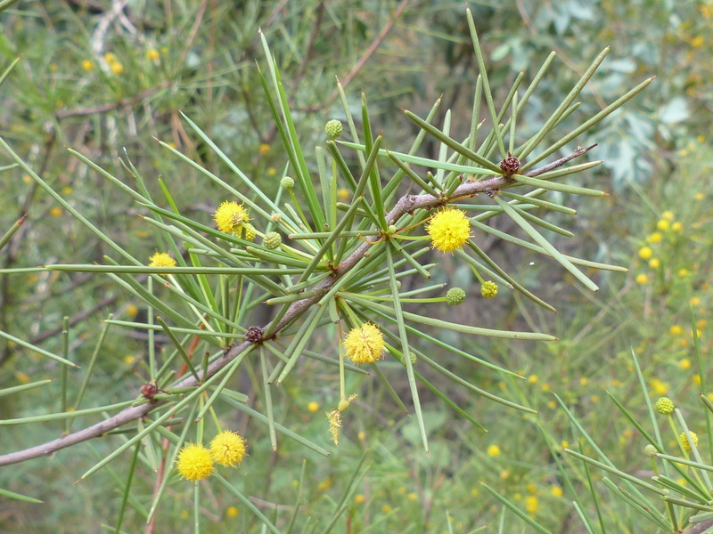 Ian Fraser, talking naturally: Kata Tjuta 2; life among the domes