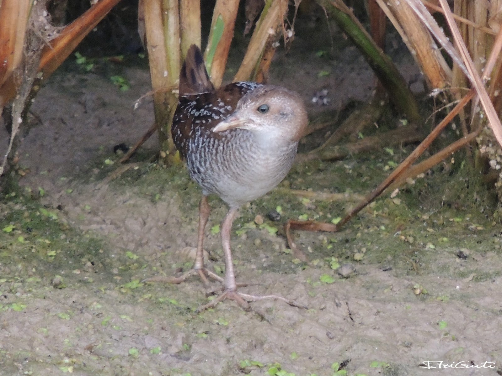 Surcando los Cielos: Polluela Chica - Porzana pusilla