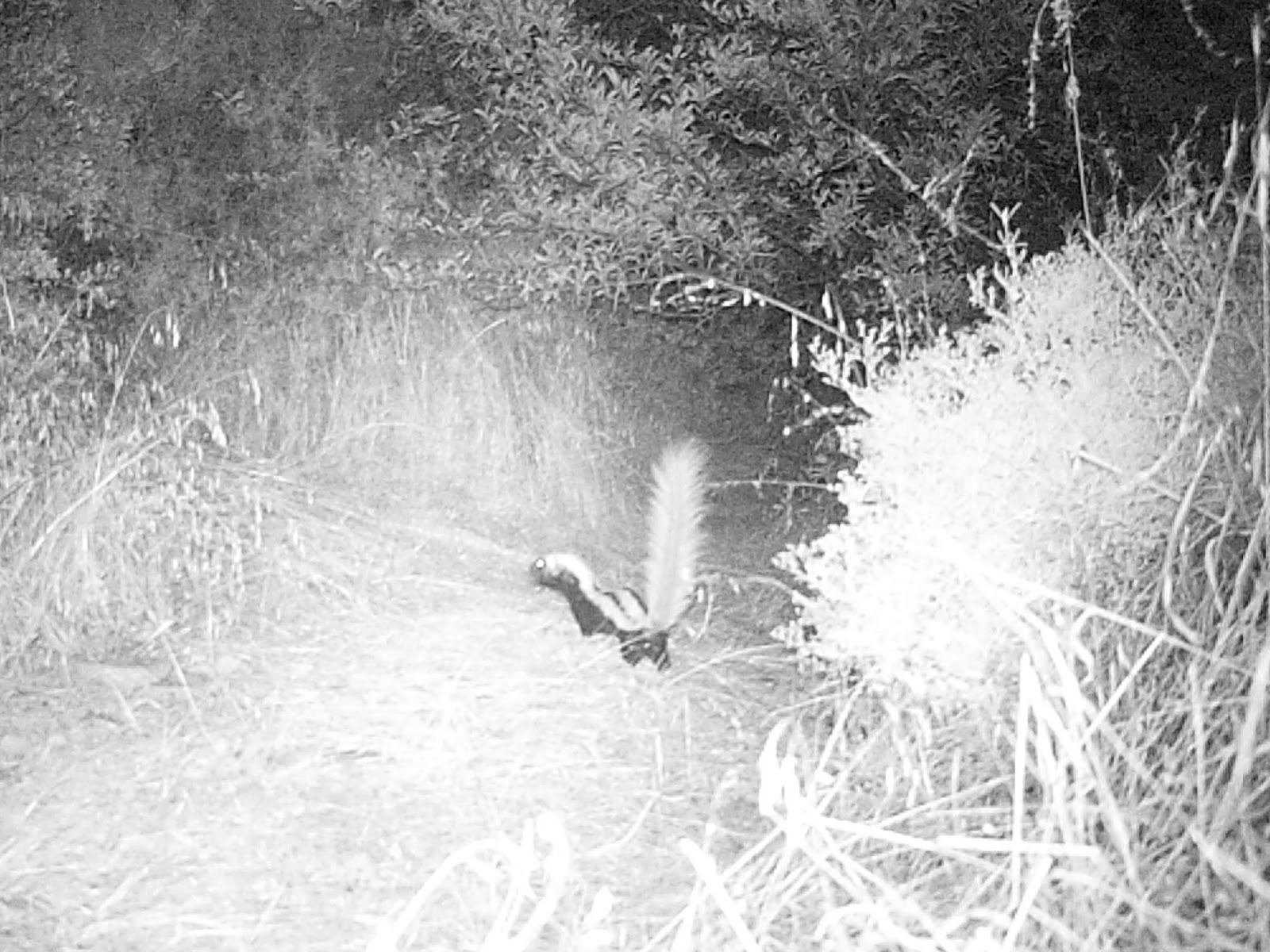 BushCam Adventures: Camera-Trapping in the Tankwa