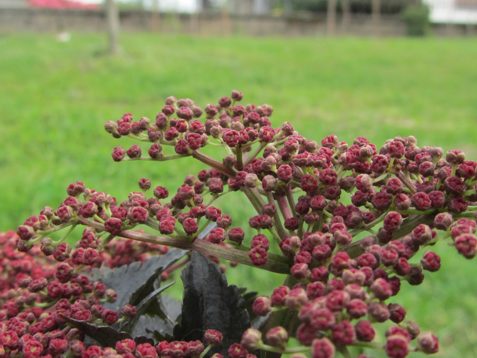Coltivazione del Sambuco (Sambucus nigra), Dove Cresce? | Il Gusto ...