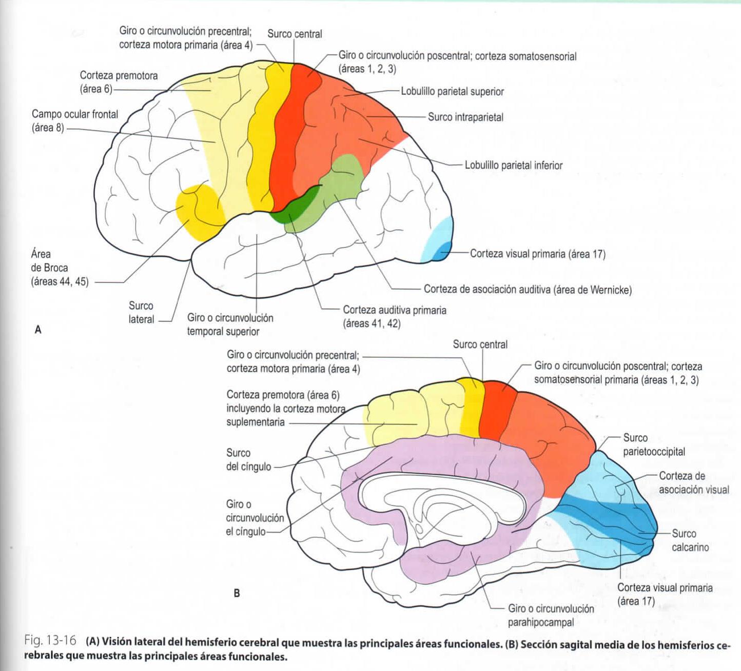 HACIA UN CONCEPTO DE FRENO INHIBITORIO DESDE UNA MIRADA PSICOMOTRIZ ...