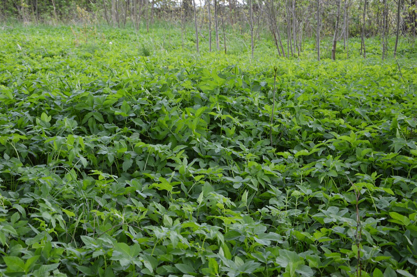 Świat oczami Oczka: Podagrycznik pospolity - Aegopodium podagraria