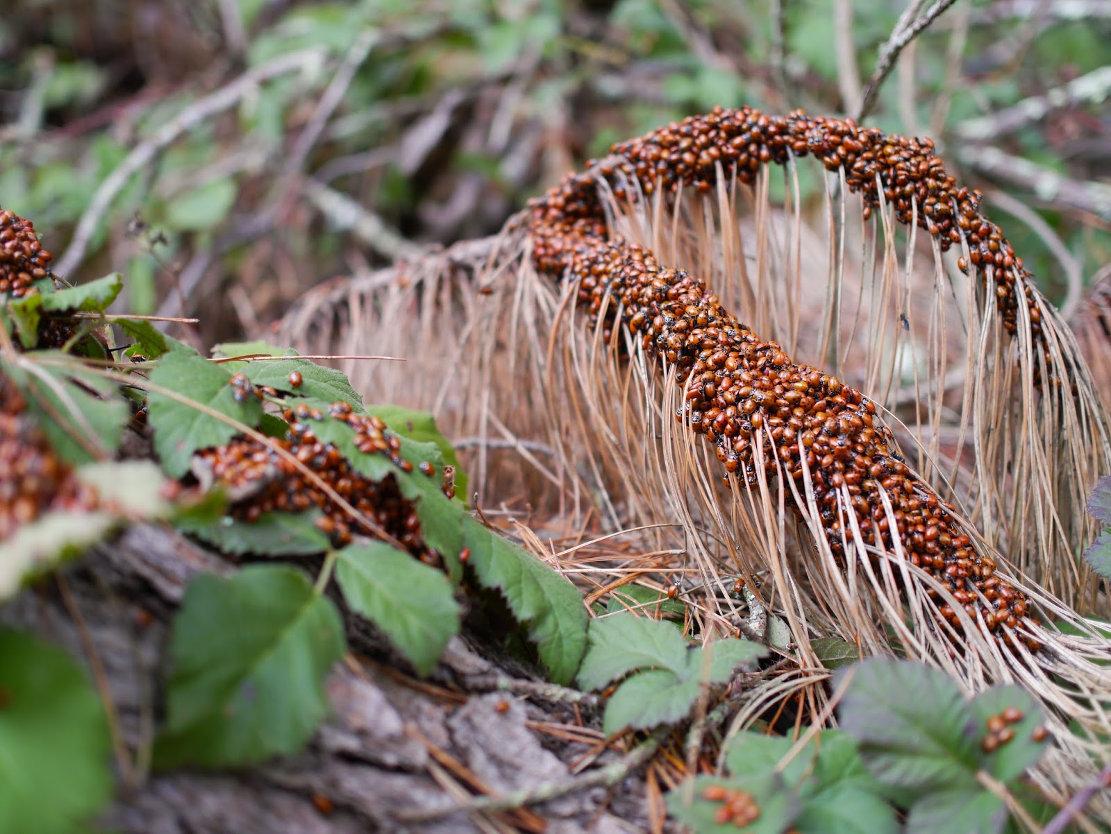 Little Hiccups: Ladybug Migration at Redwood Regional Park
