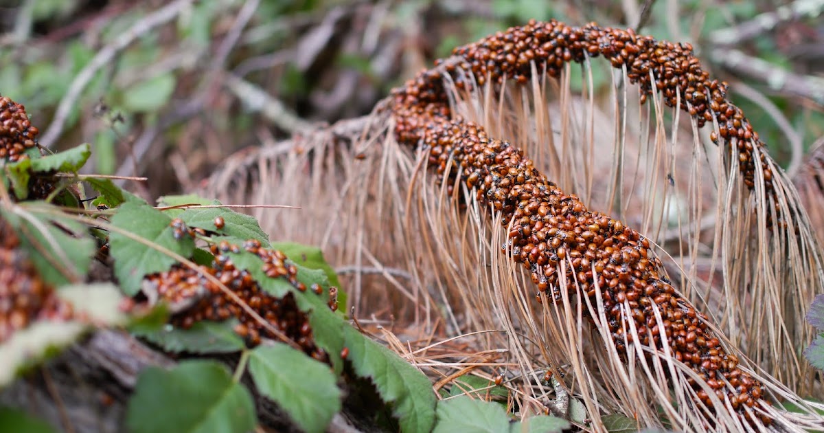 Little Hiccups: Ladybug Migration at Redwood Regional Park