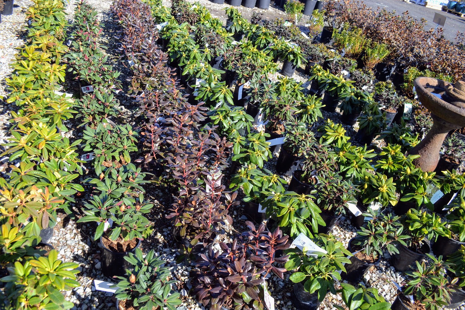 The Outlaw Gardener: Kent East Hill Nursery: Off to a Great Start!