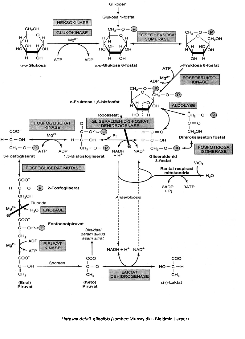 Metabolisme Karbohidrat ~ Advanced Insight