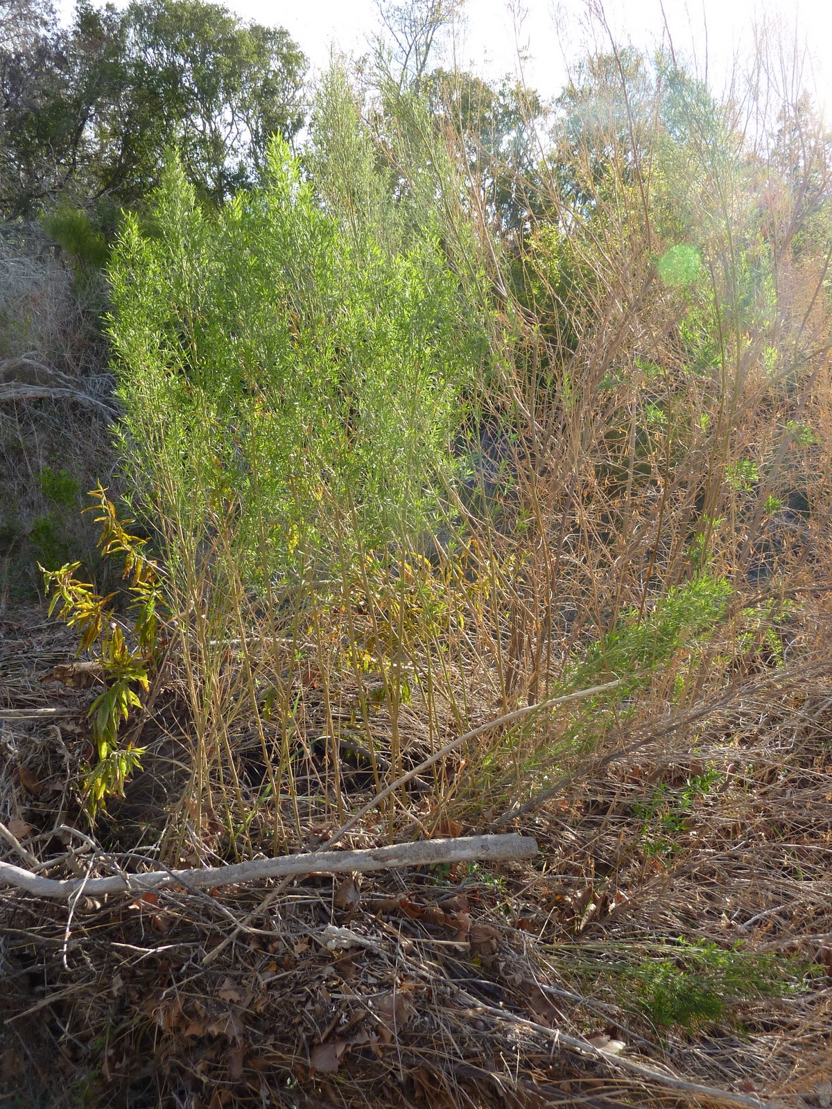 The Creek Journal: First Week of November (Part 1)