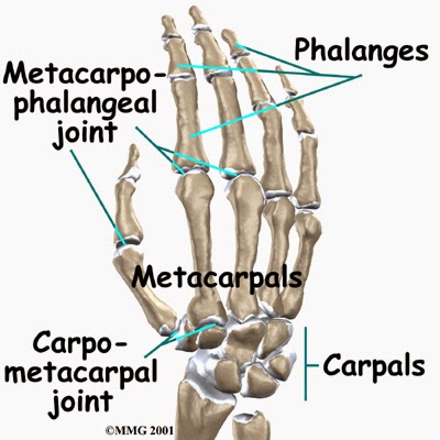 Back to Health Wellness Centre : Metacarpophalangeal Joint (MCP)
