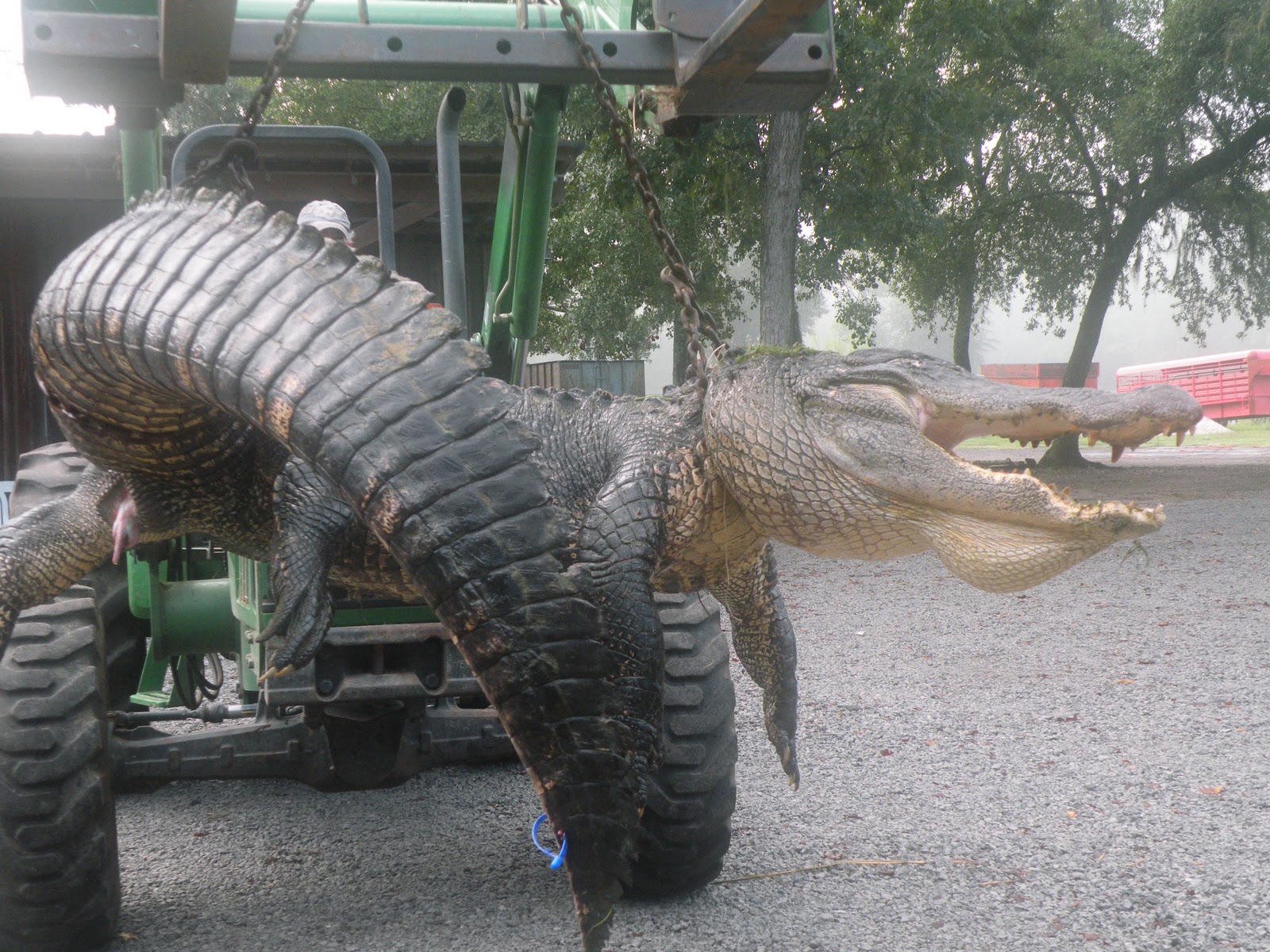 Cordray's: Lee Bobb's bull gator weighed 654 lbs. and was 12 feet 7 inches!