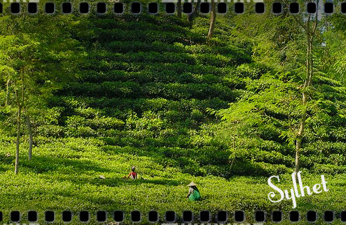 Gift of Nature: Sylhet Tea Garden Beauty of Nature