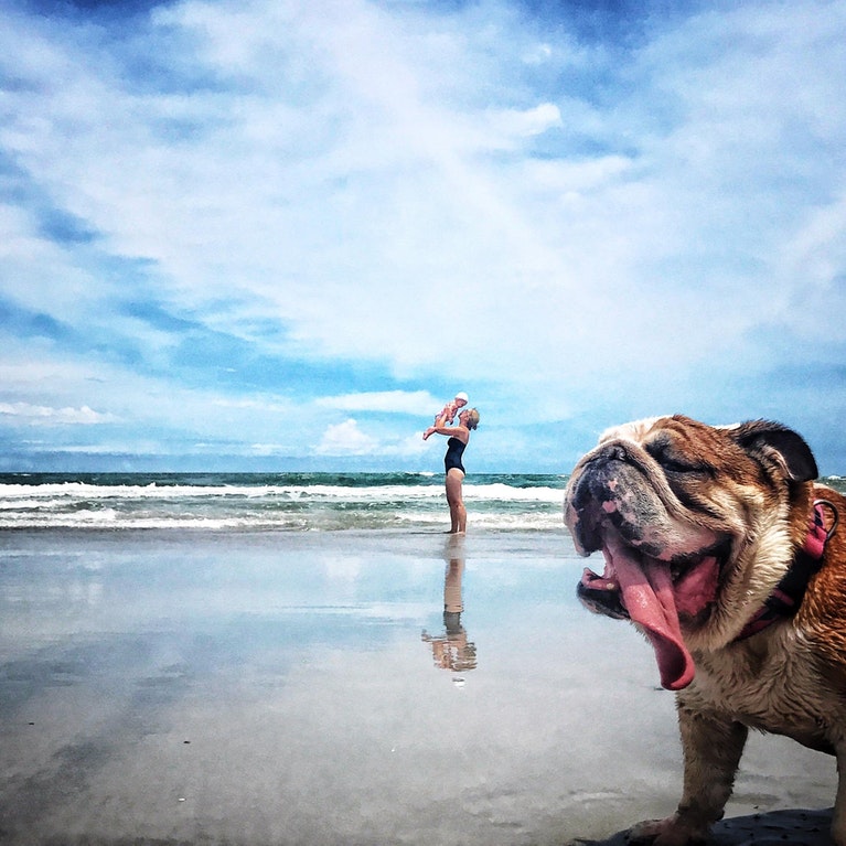 Bulldog Life: 11 Funny Bulldogs That Have Mastered The Art Of Photobombing