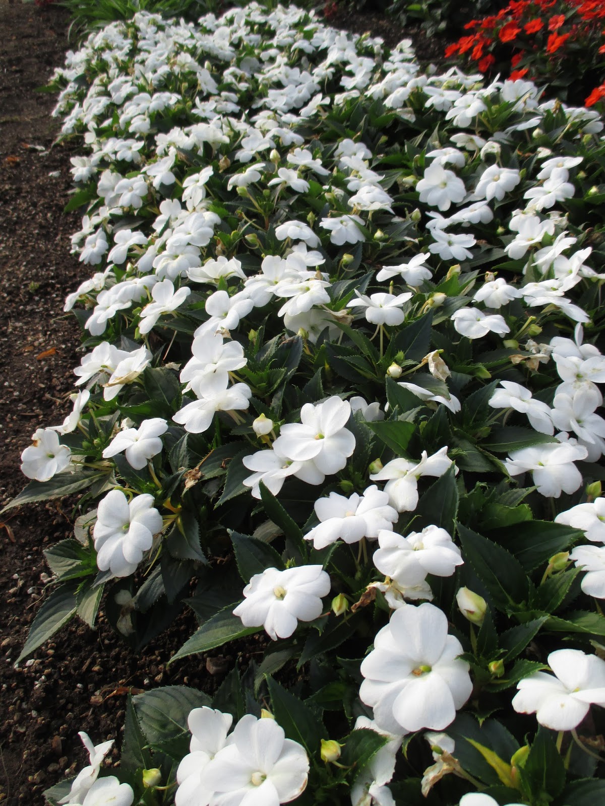 SunPatiens - The Real Deal | Rotary Botanical Gardens