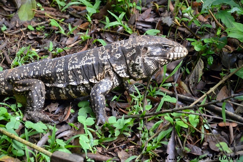 Sunday with Pictures: incredible Iguazu Falls, Brazil/Argentina - kami ...