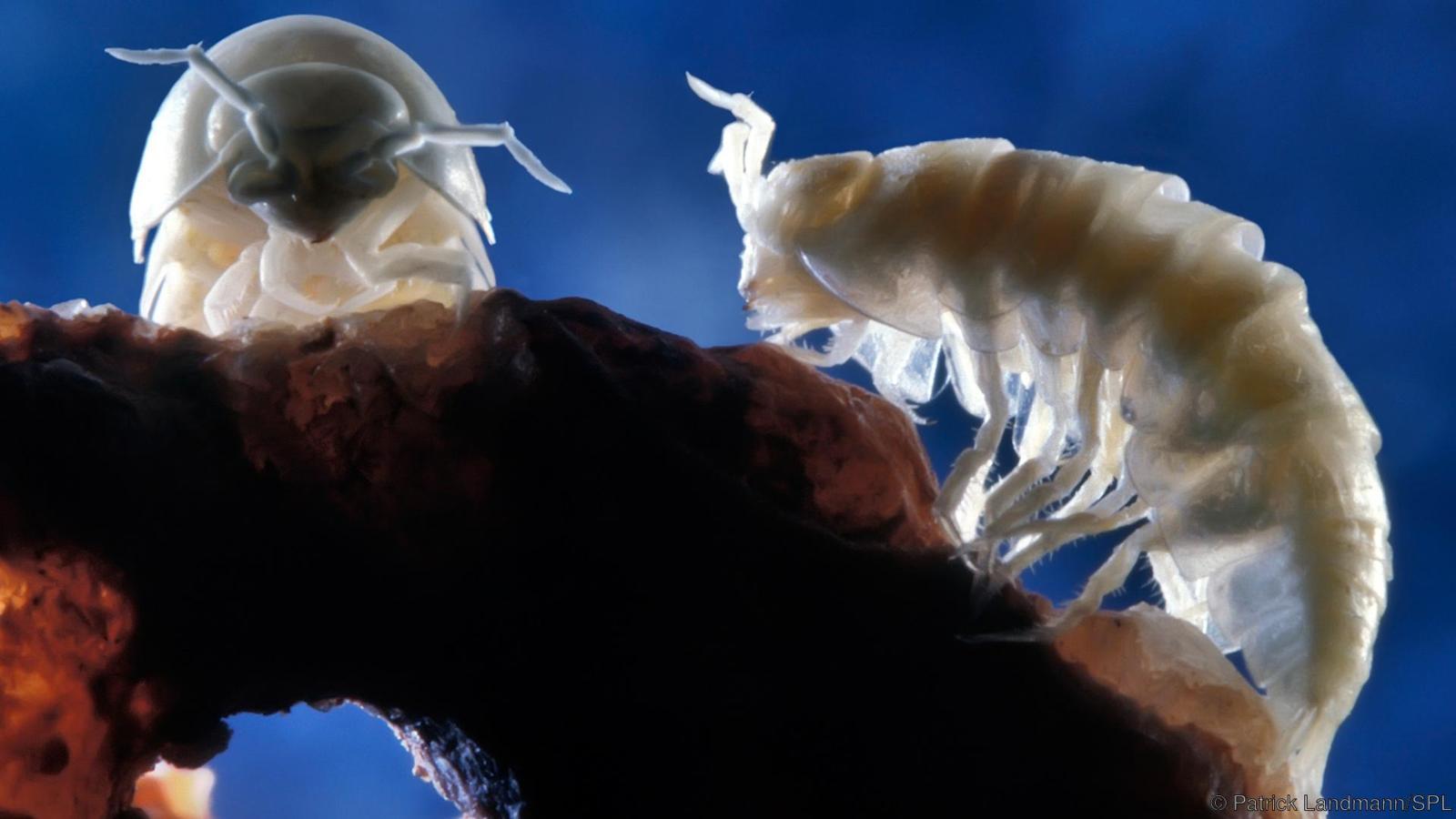 Rosa Rubicondior: Evolution News - Newly-Discovered Centipede is Top ...