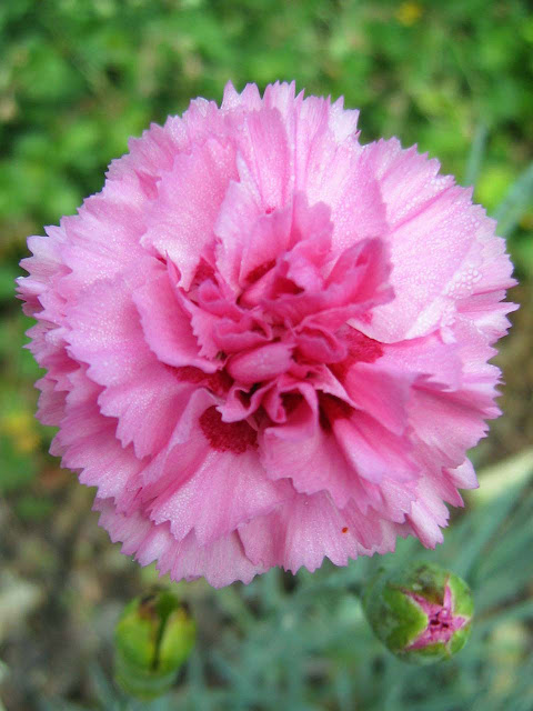 Best of the best: Carnations Beauty