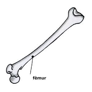 Els éssers vius...un món per descobrir!: Els ossos