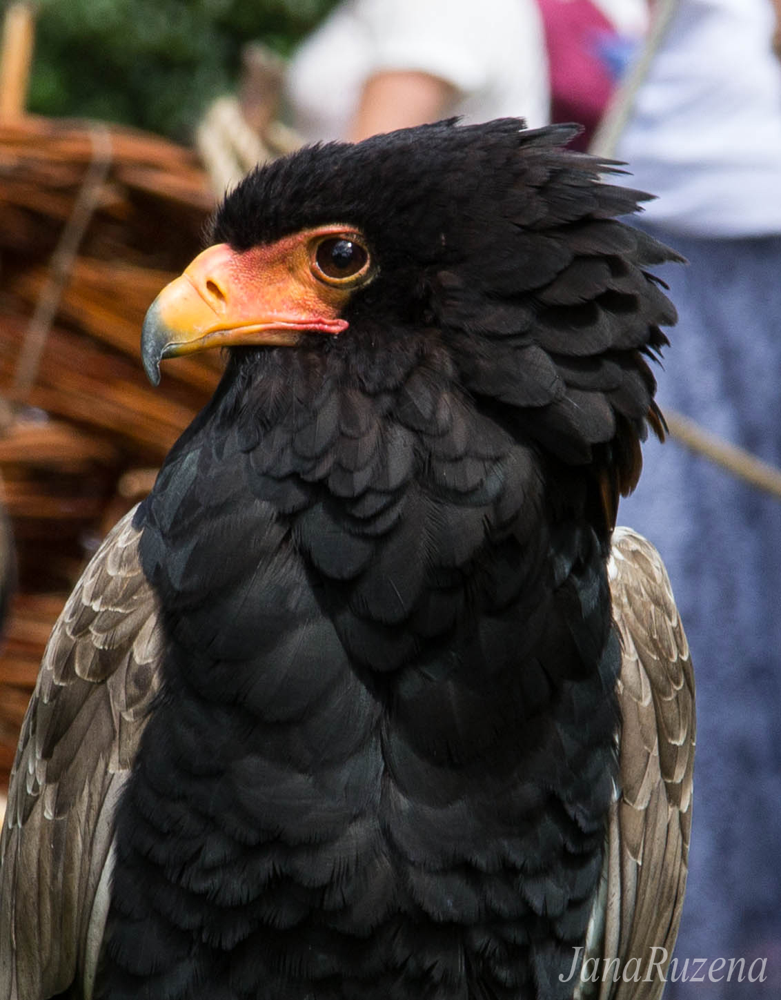 Escapes and Photography: Waddesdon Manor's Roman Weekend part 2 - The ...