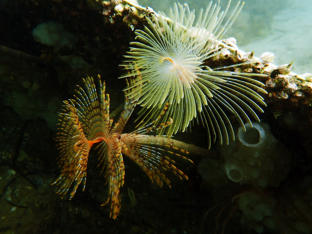 Ces vers qui ont du panache!