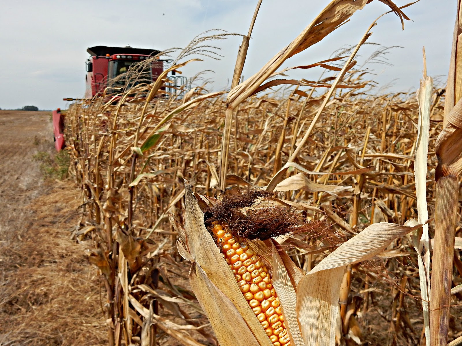 Kim s County Line Another To Do Done Corn Harvest 2016 Report kim-s-county-line-another-to-do-done-corn-harvest-2016-report