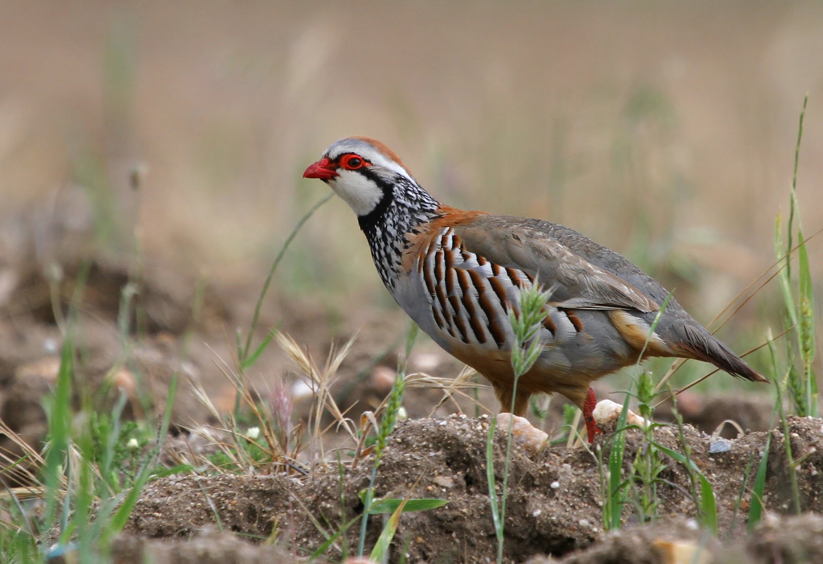 Mirando el campo por el objetivo.: A todo y a nada.