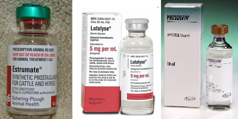 bukan doktor veterinar: Estrus Synchronization Programs - Lembu