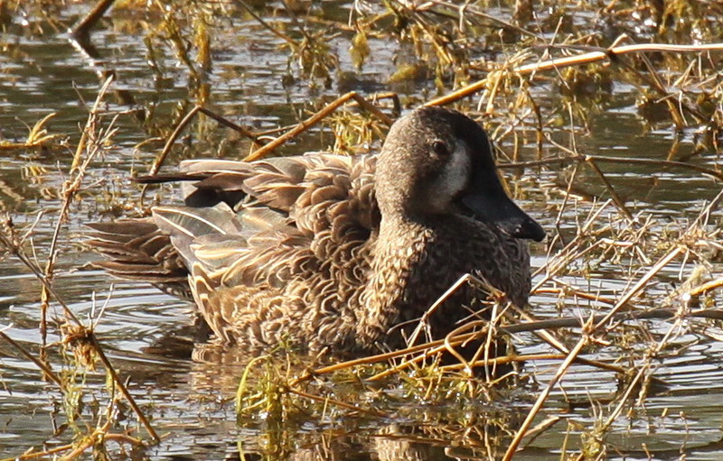 Tails of Birding: 2011
