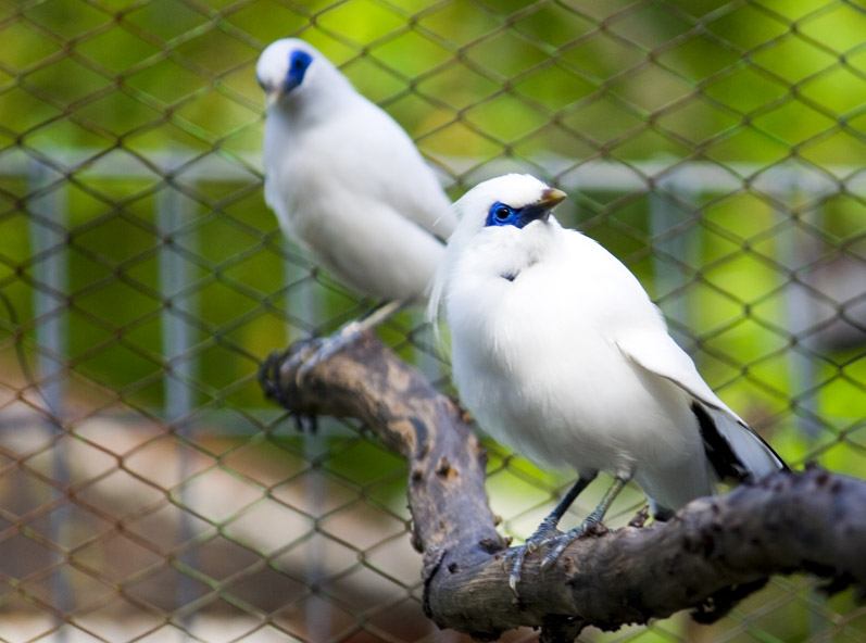 Bali Starling Birds | Cultures of Denpasar | Learn and recognize about ...
