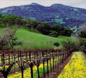 FreshParable: God’s Vineyard: Luke 20v9-19