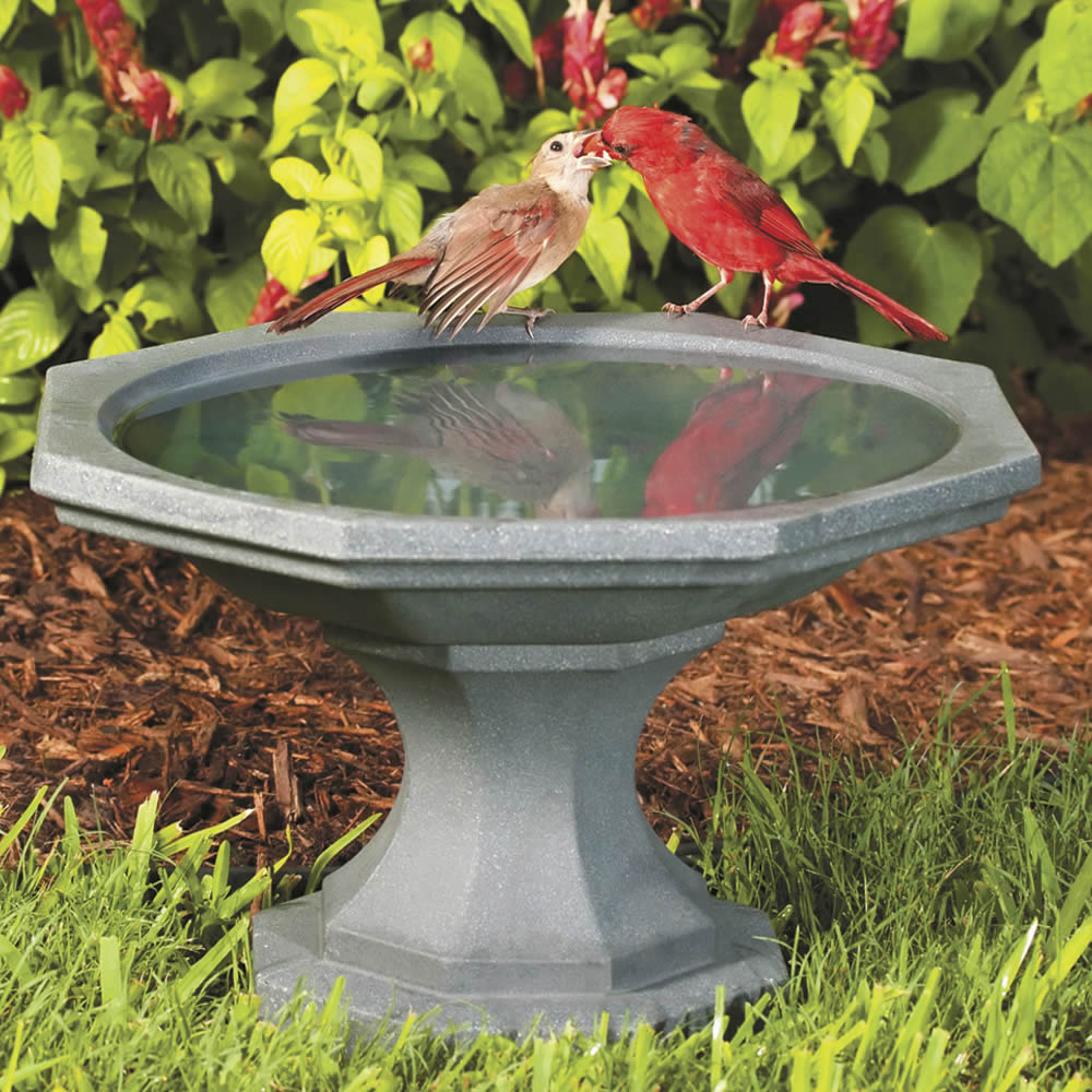 Bird In Everything Shallow Bird Bath bird-in-everything-shallow-bird-bath