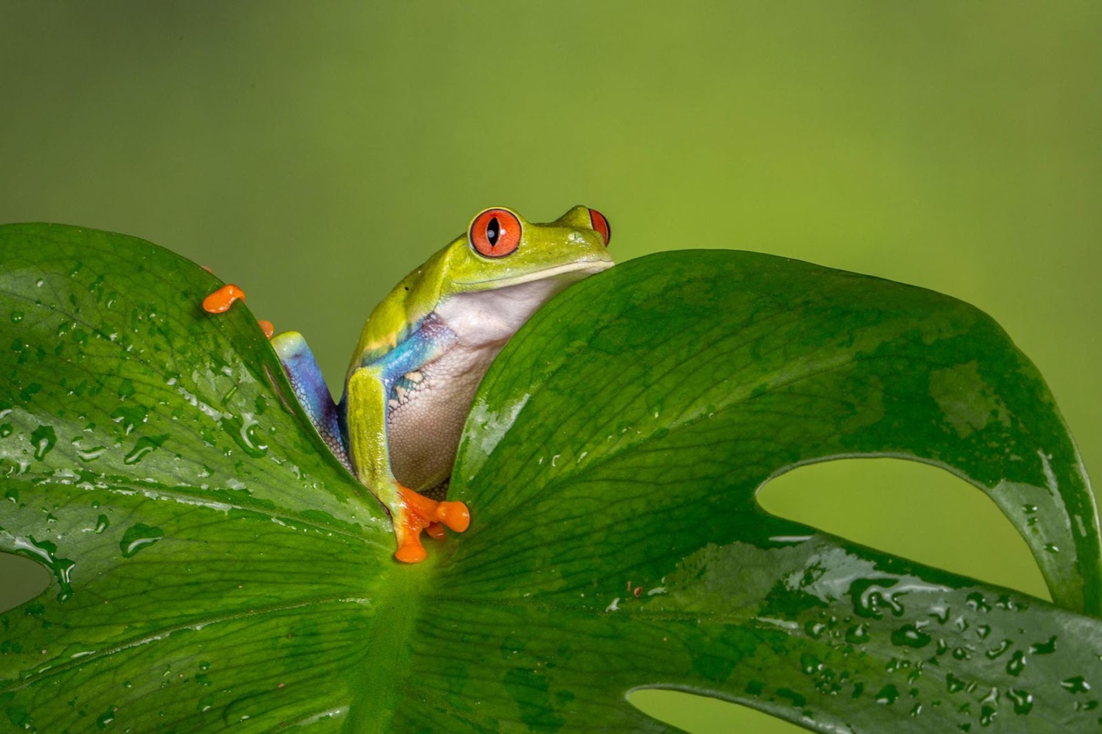 Alguns dos Animais Mais Coloridos do Planeta - Mundo em Fotos