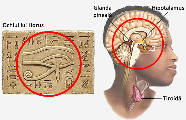 Zborul spre... Acasa: GLANDA PINEALA SI "AL TREILEA OCHI" -SECRETUL ...