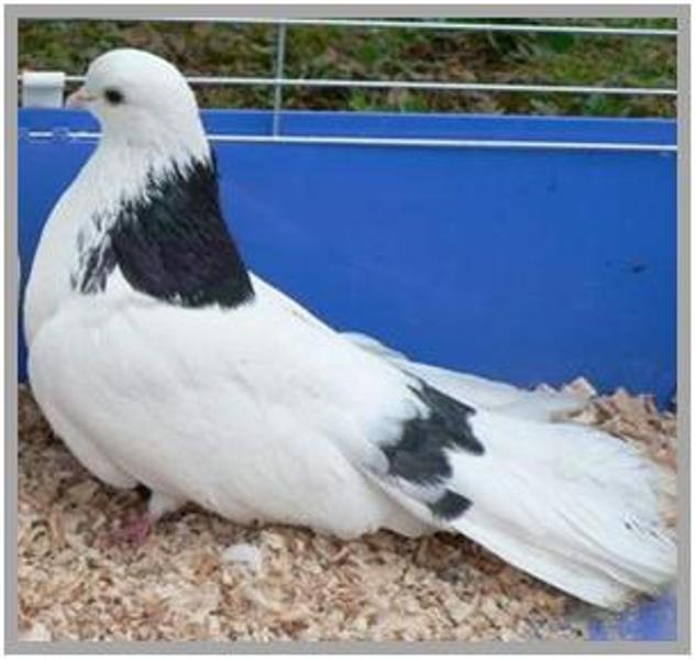 Polish Griwuni Tumbler | BD PIGEONS